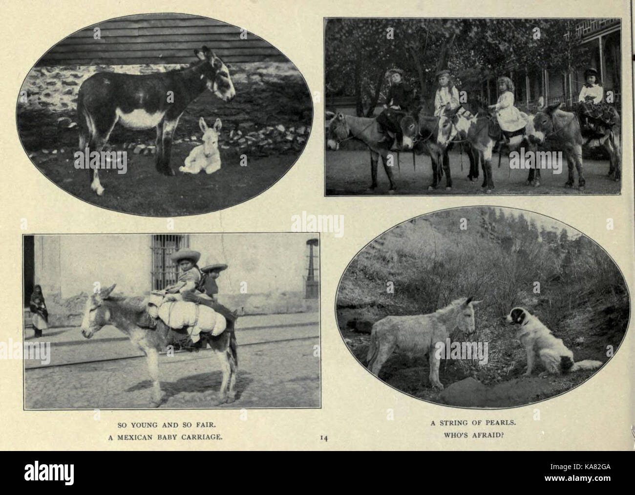 The Burro book (Page 14) (6025804720 Stock Photo - Alamy