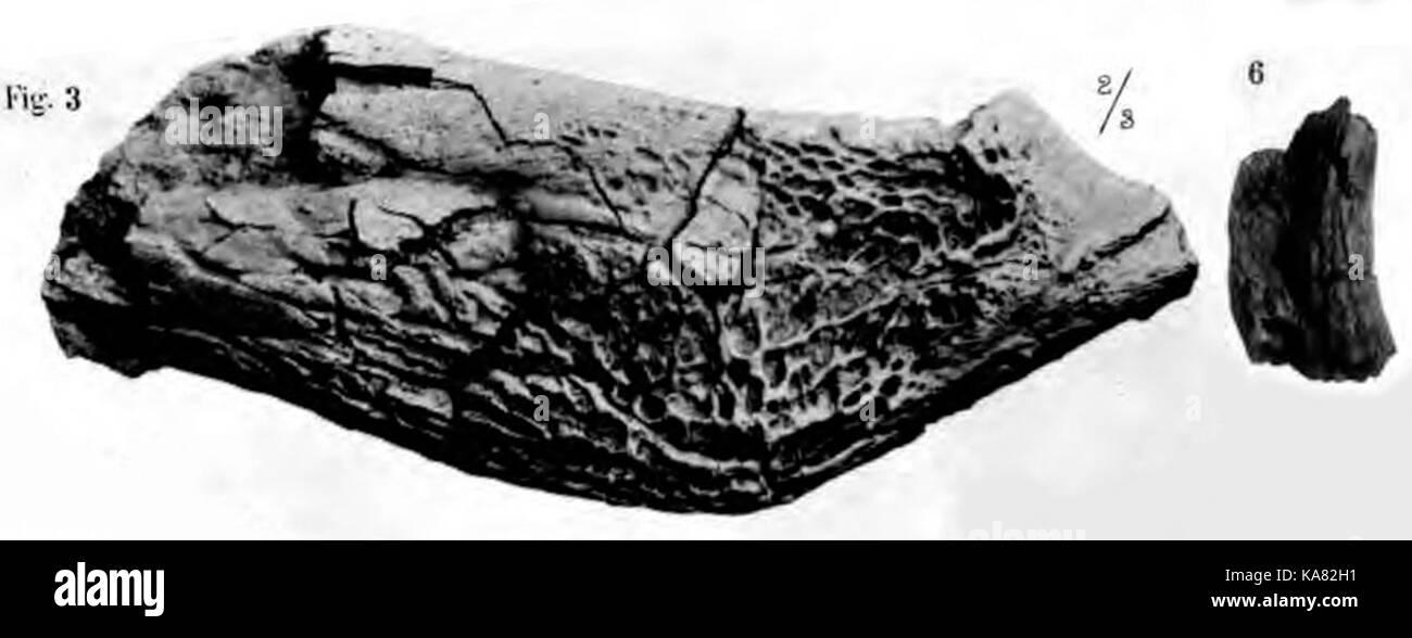 Extinct amphibians Black and White Stock Photos & Images - Alamy