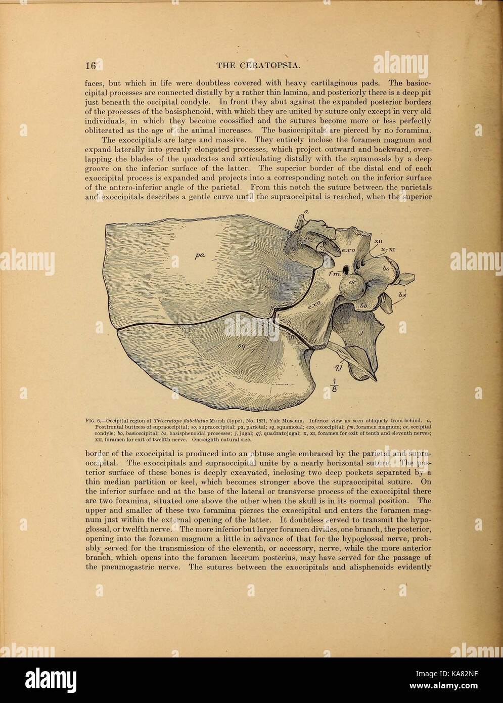 This illustration from 'The Ceratopsia' provides a detailed study of ...