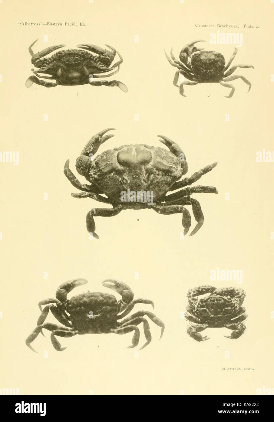 Crustaceans crabs hi-res stock photography and images - Alamy