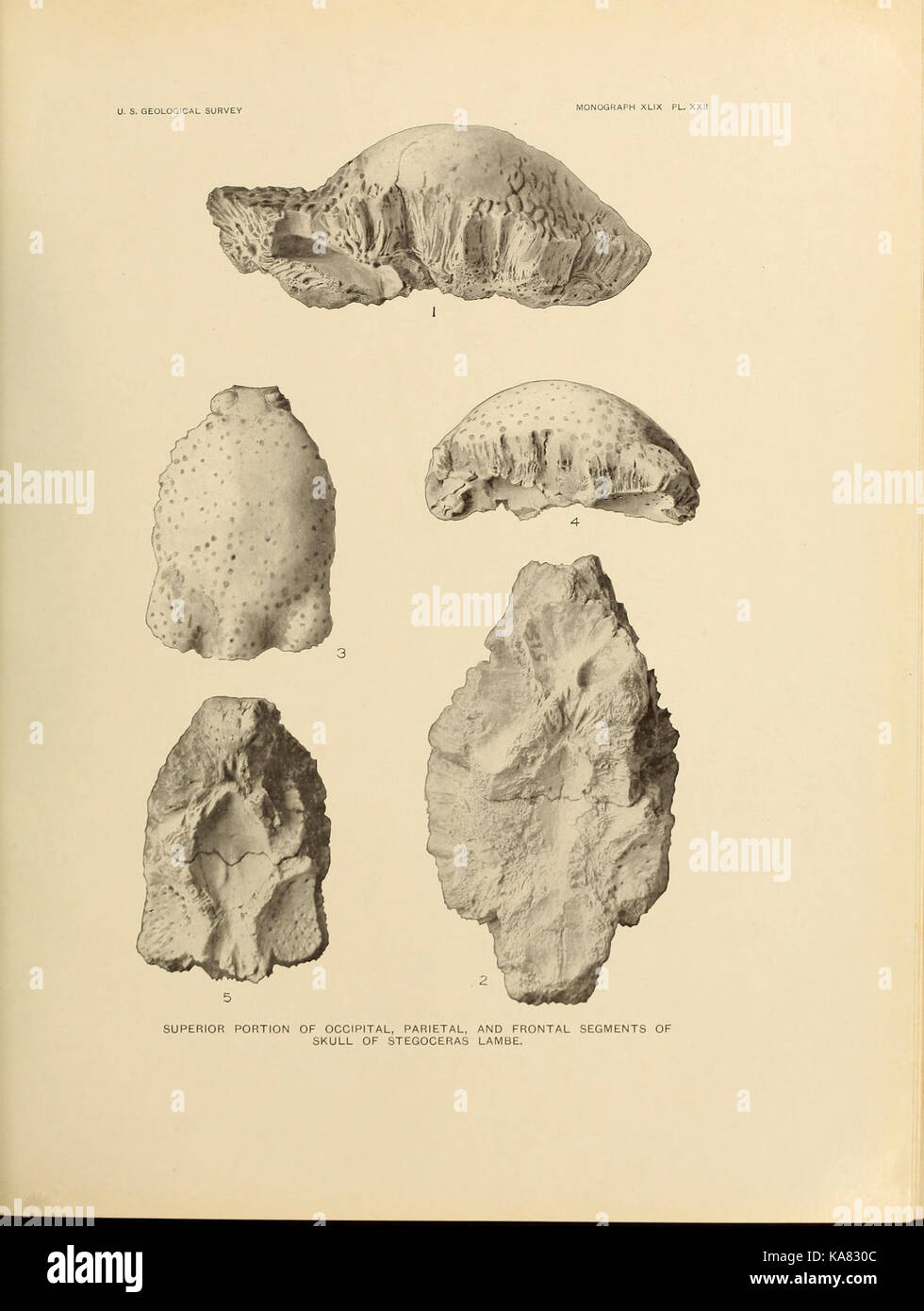 The Ceratopsia (Plate XXII) BHL39875852 Stock Photo - Alamy