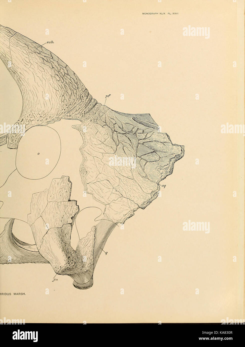 The Ceratopsia (Plate XXVI) BHL39875874 Stock Photo - Alamy