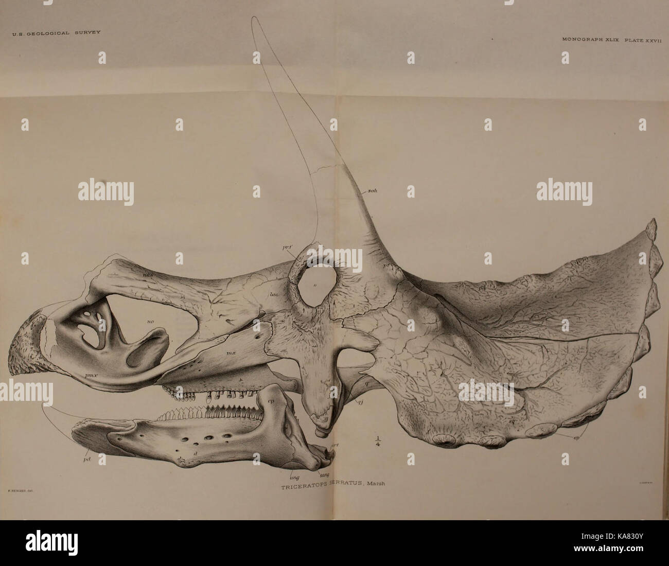 Ceratopsians hi-res stock photography and images - Alamy