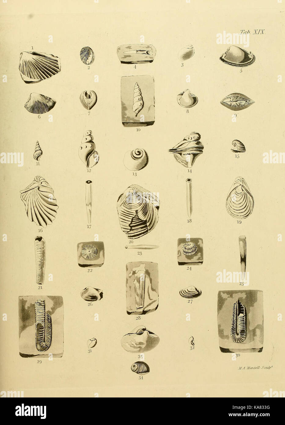This image depicts fossils from the South Downs, an area known for its ...
