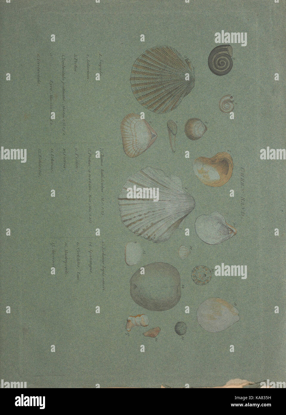 Different specimens identified hi-res stock photography and images - Alamy