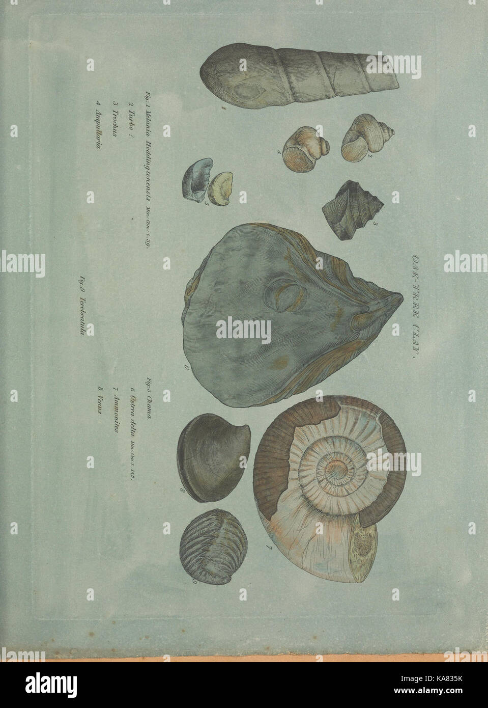 Strata identified by organized fossils BHL48406999 Stock Photo - Alamy