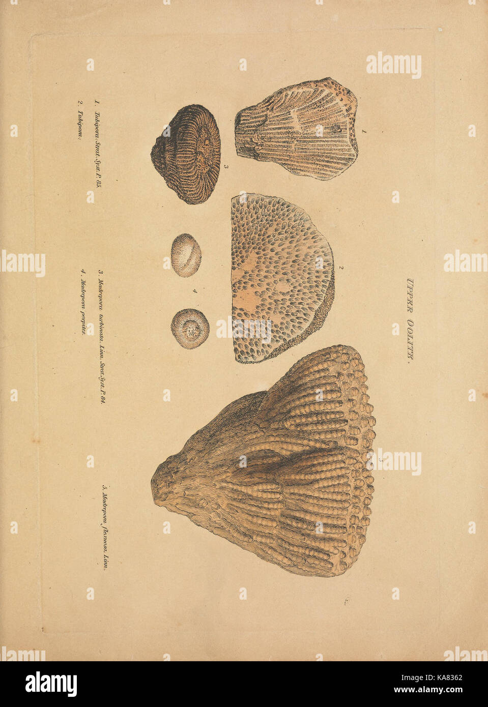 Strata identified by organized fossils BHL48407082 Stock Photo - Alamy