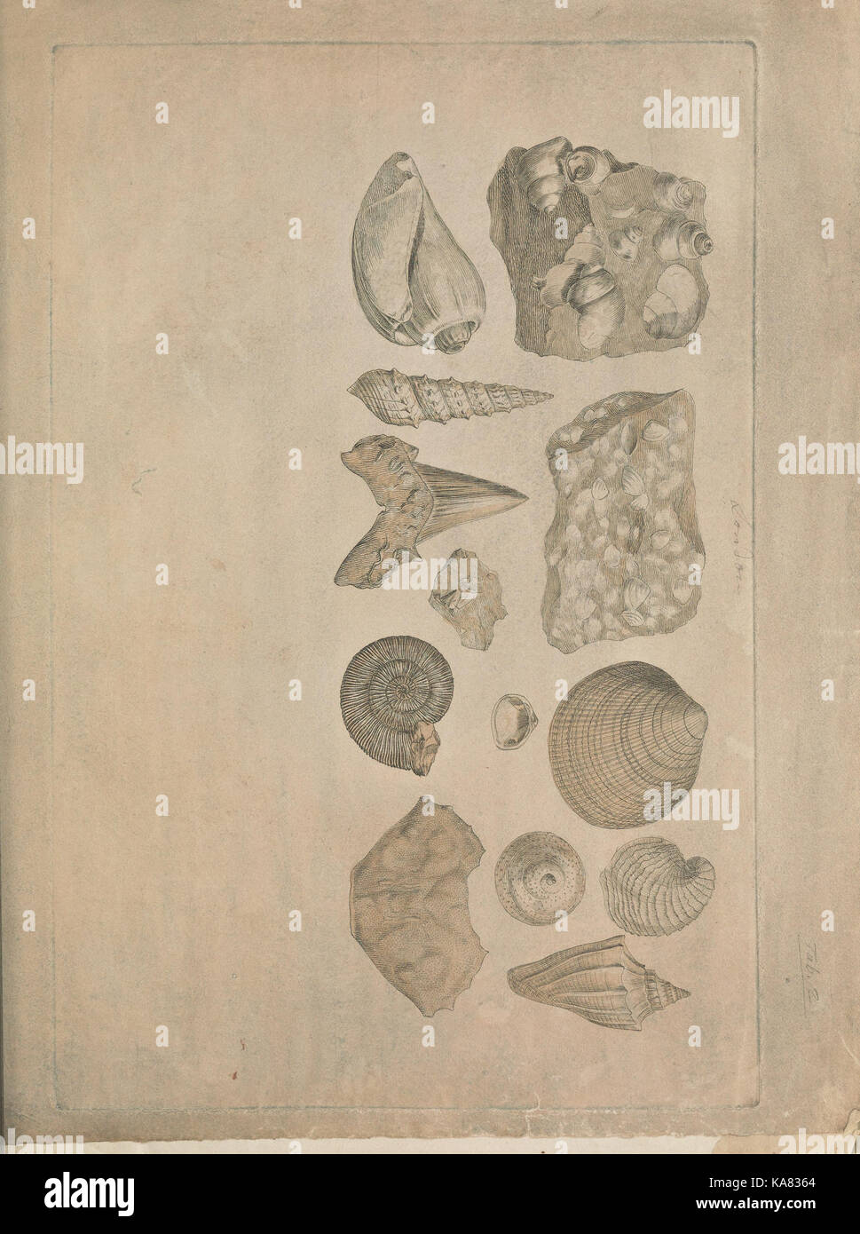 Fossilized remains identified hi-res stock photography and images - Alamy