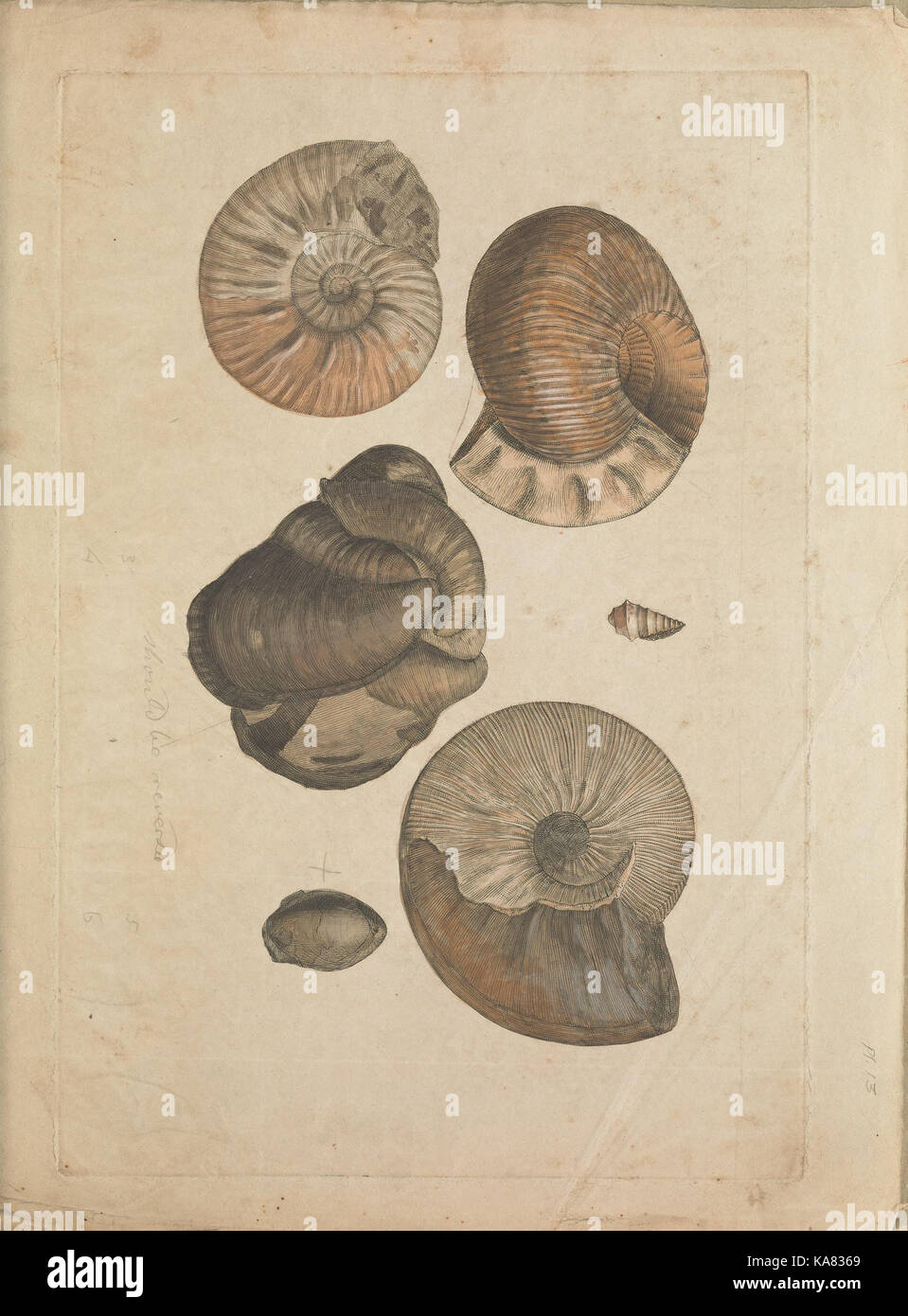 Fossil strata hi-res stock photography and images - Alamy