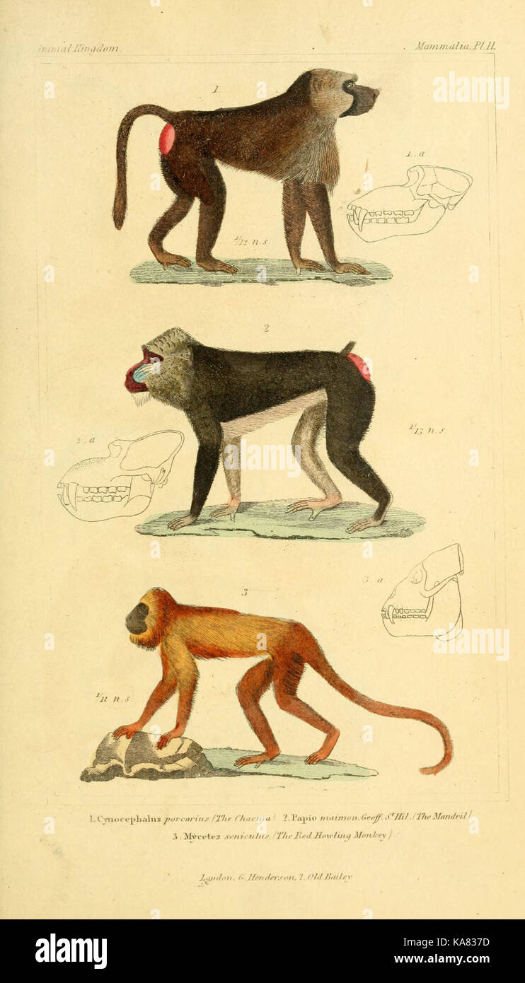 Kingdom animalia classification chart hi-res stock photography and ...