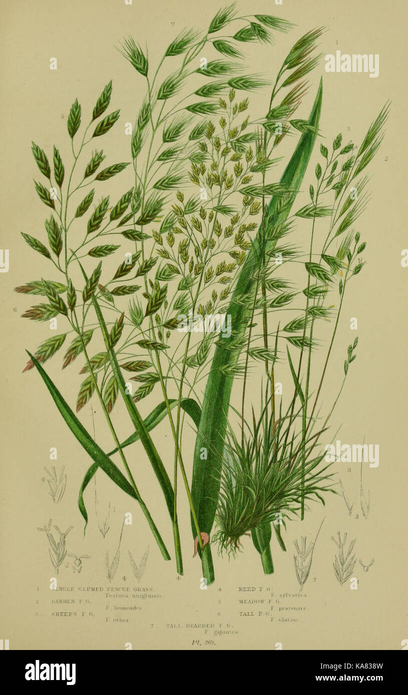 The flowering plants, grasses, sedges, and ferns of Great Britain (Pl ...
