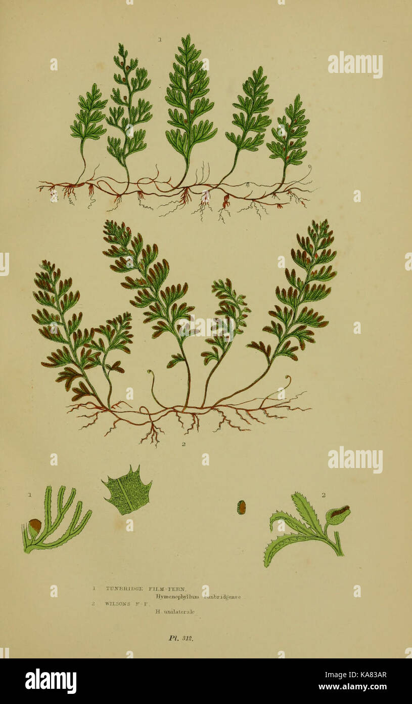 This plate, labeled as plate 312, features an illustration of the ...
