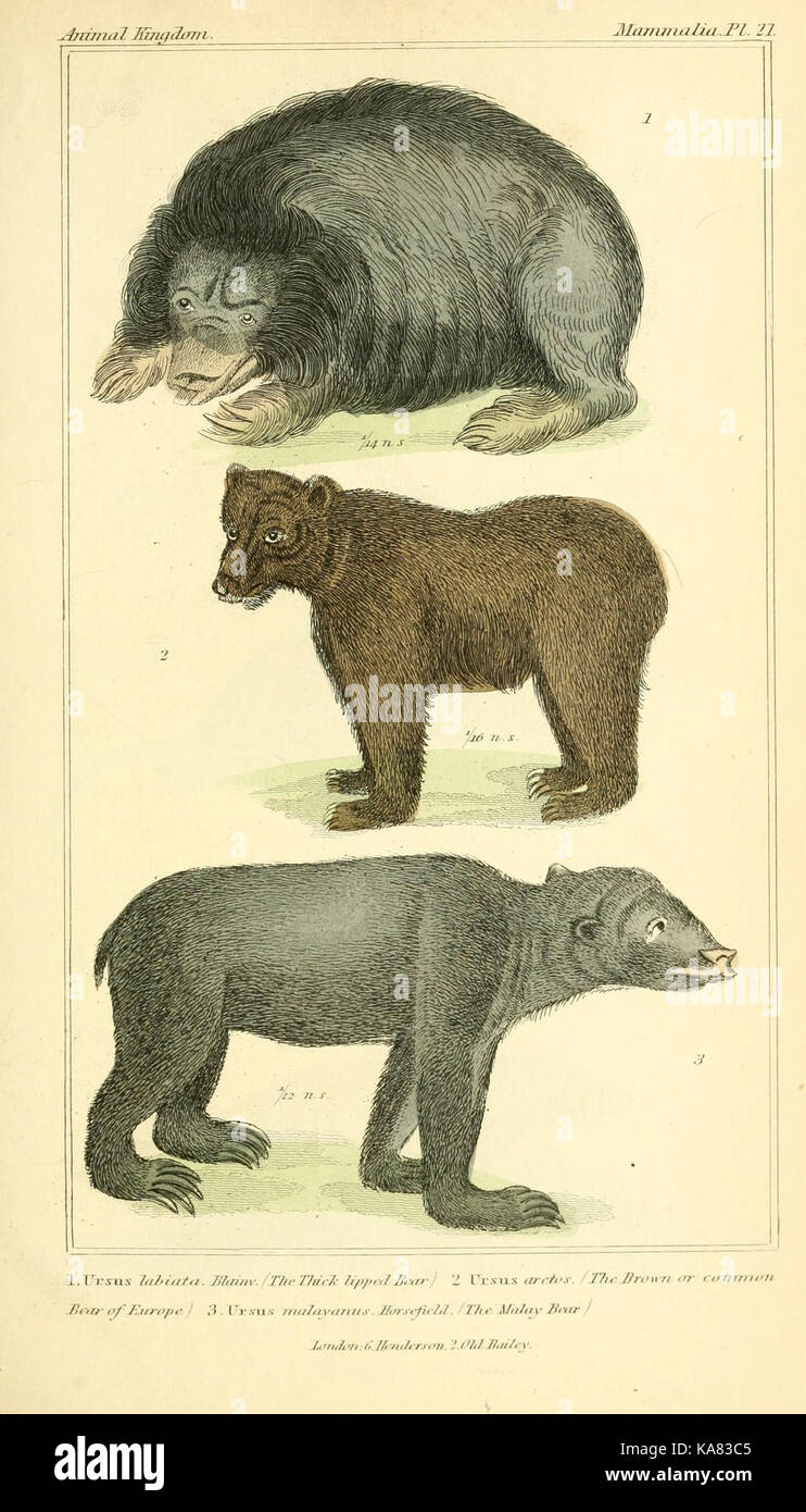 The animal kingdom, arranged according to its organization, serving as ...