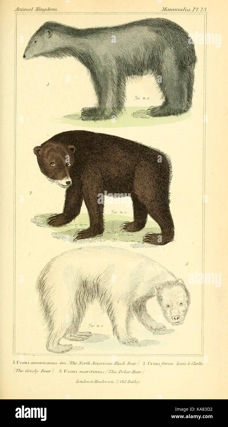 The animal kingdom, arranged according to its organization, serving as ...