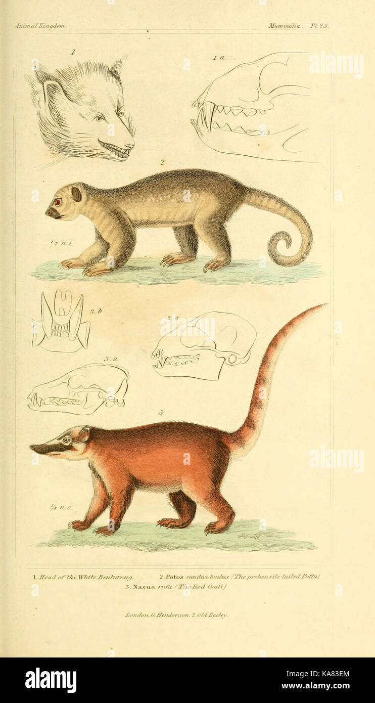 The animal kingdom, arranged according to its organization, serving as ...