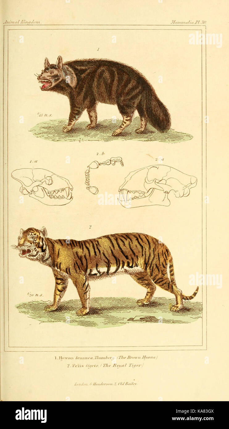 The animal kingdom, arranged according to its organization, serving as ...