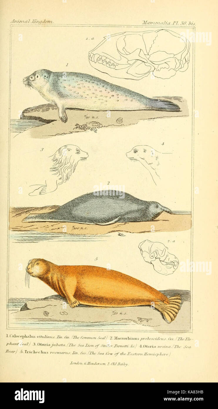 The animal kingdom, arranged according to its organization, serving as ...