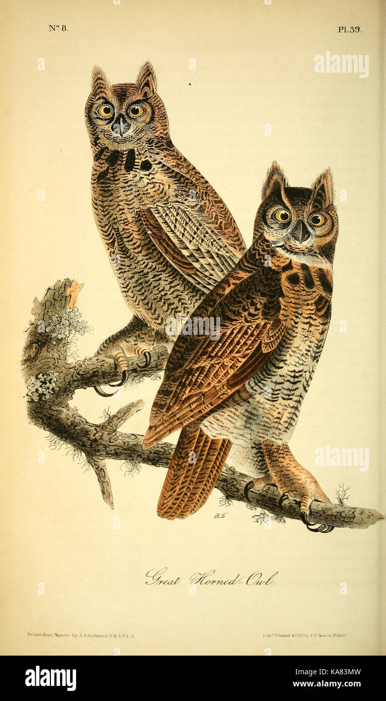 Plate 39 from 'The Birds of America,' by John James Audubon, is a ...