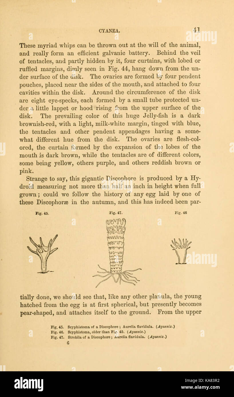 Seaside studies in natural history (Page 41) BHL11583229 Stock Photo ...
