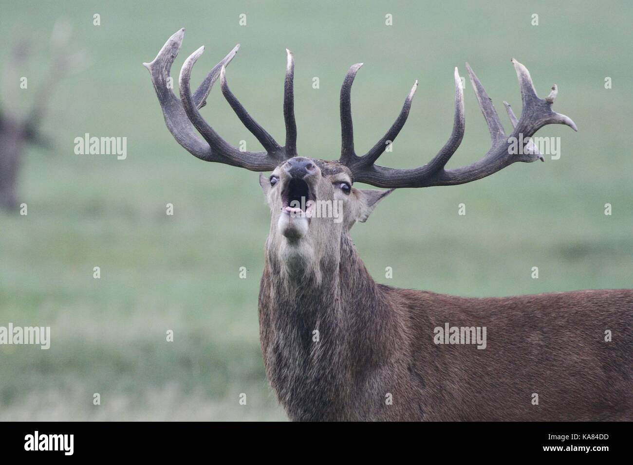 Richmond park, UK. 25th Sep 2017. UK weather. A Red deer bellows as a ...
