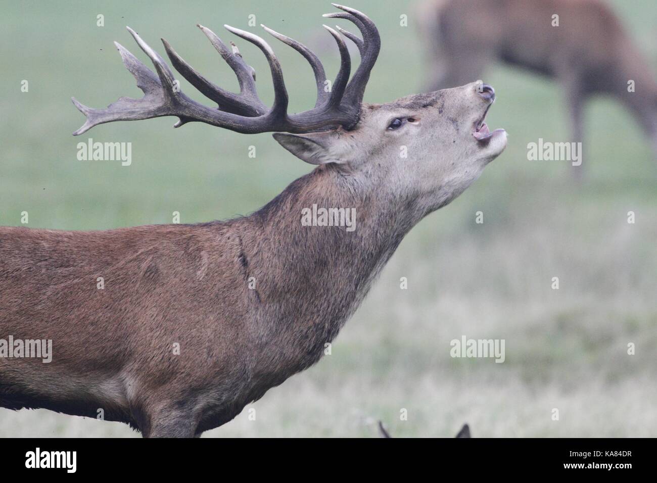 Richmond park, UK. 25th Sep 2017. UK weather. A Red deer bellows as a ...
