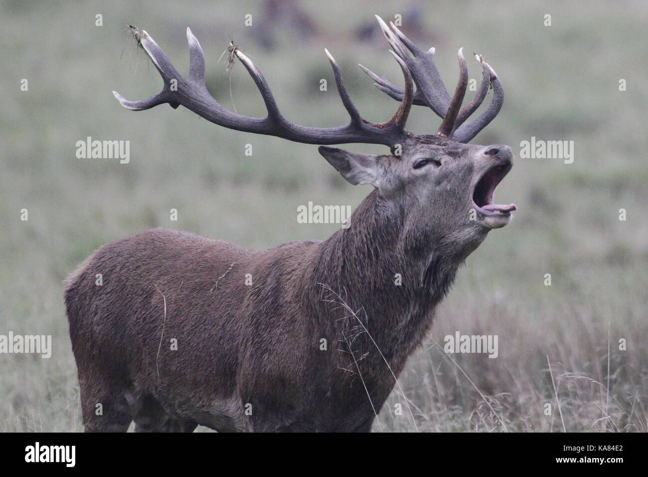 Richmond park, UK. 25th Sep 2017. UK weather. A Red deer bellows as a ...
