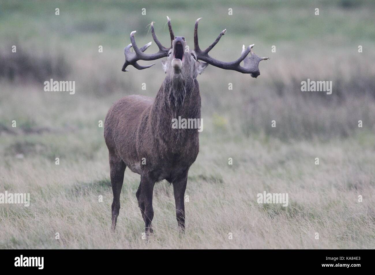 Richmond park, UK. 25th Sep 2017. UK weather. A Red deer bellows as a ...