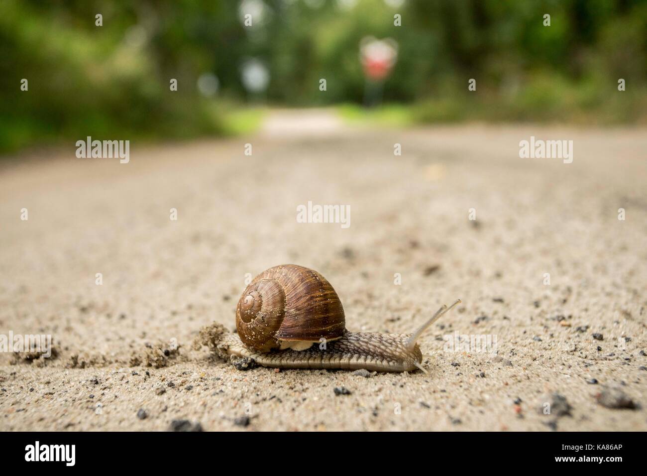 Car snail road hi-res stock photography and images - Alamy