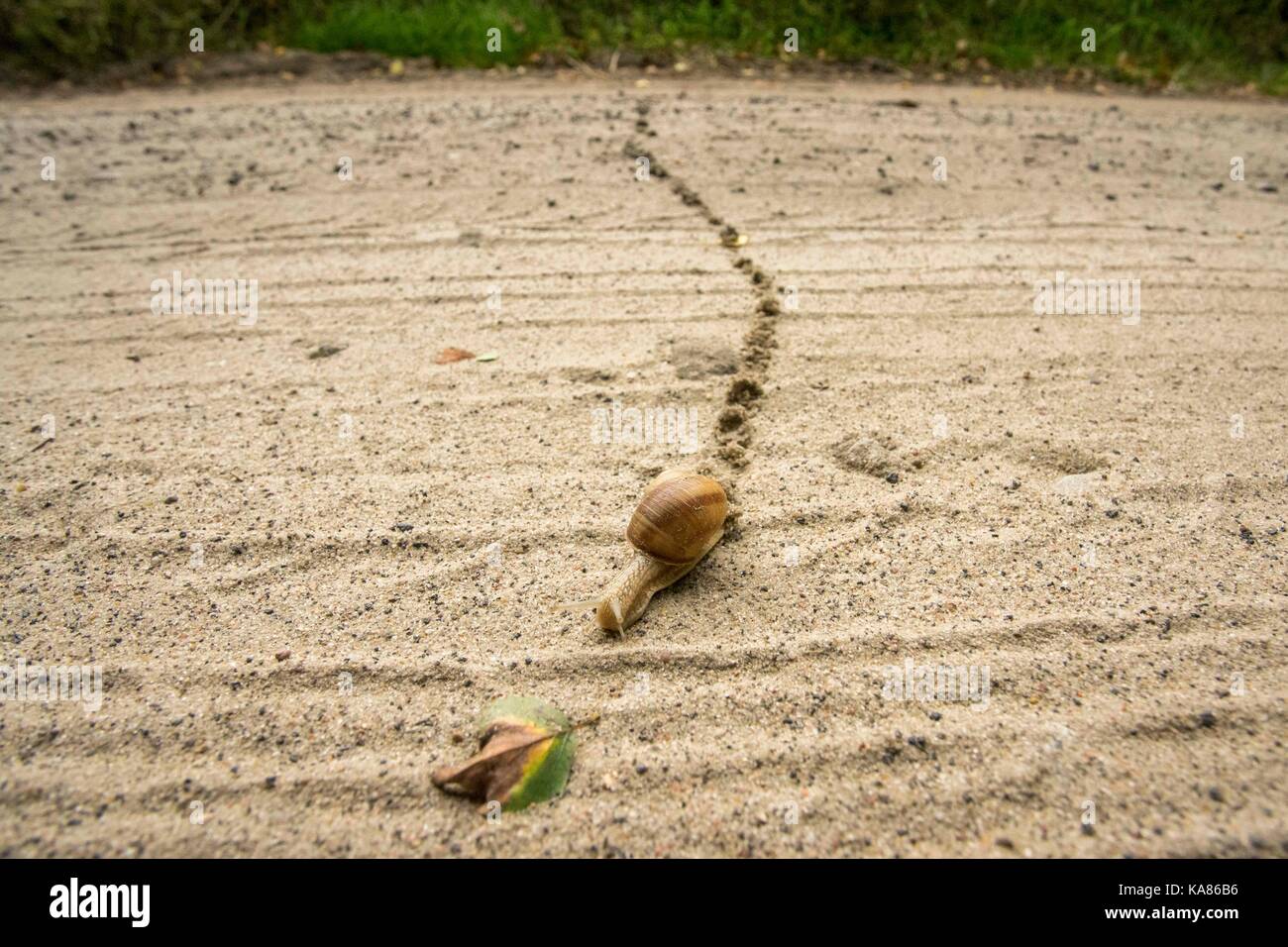 Car snail road hi-res stock photography and images - Alamy
