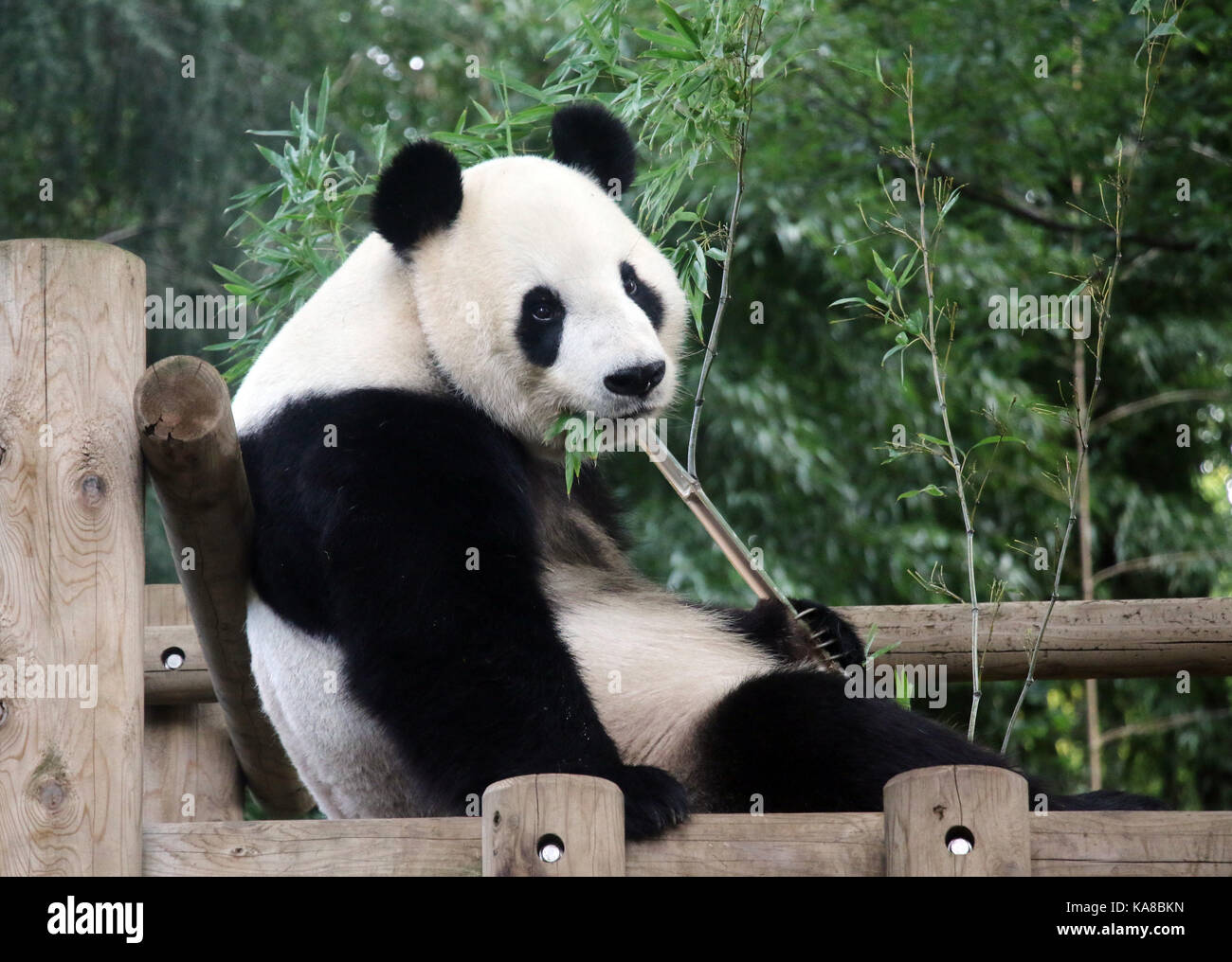 Tokyo, Japan. 26th Sep, 2017. Male giant panda Ri Ri eats bamboo grass ...