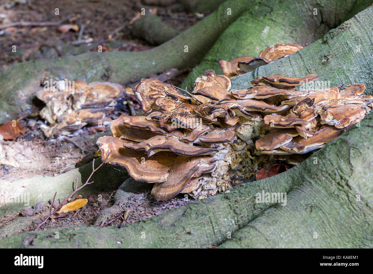 Giant Polypore. Meripilus giganteus (Bjerkanderaceae Stock Photo - Alamy