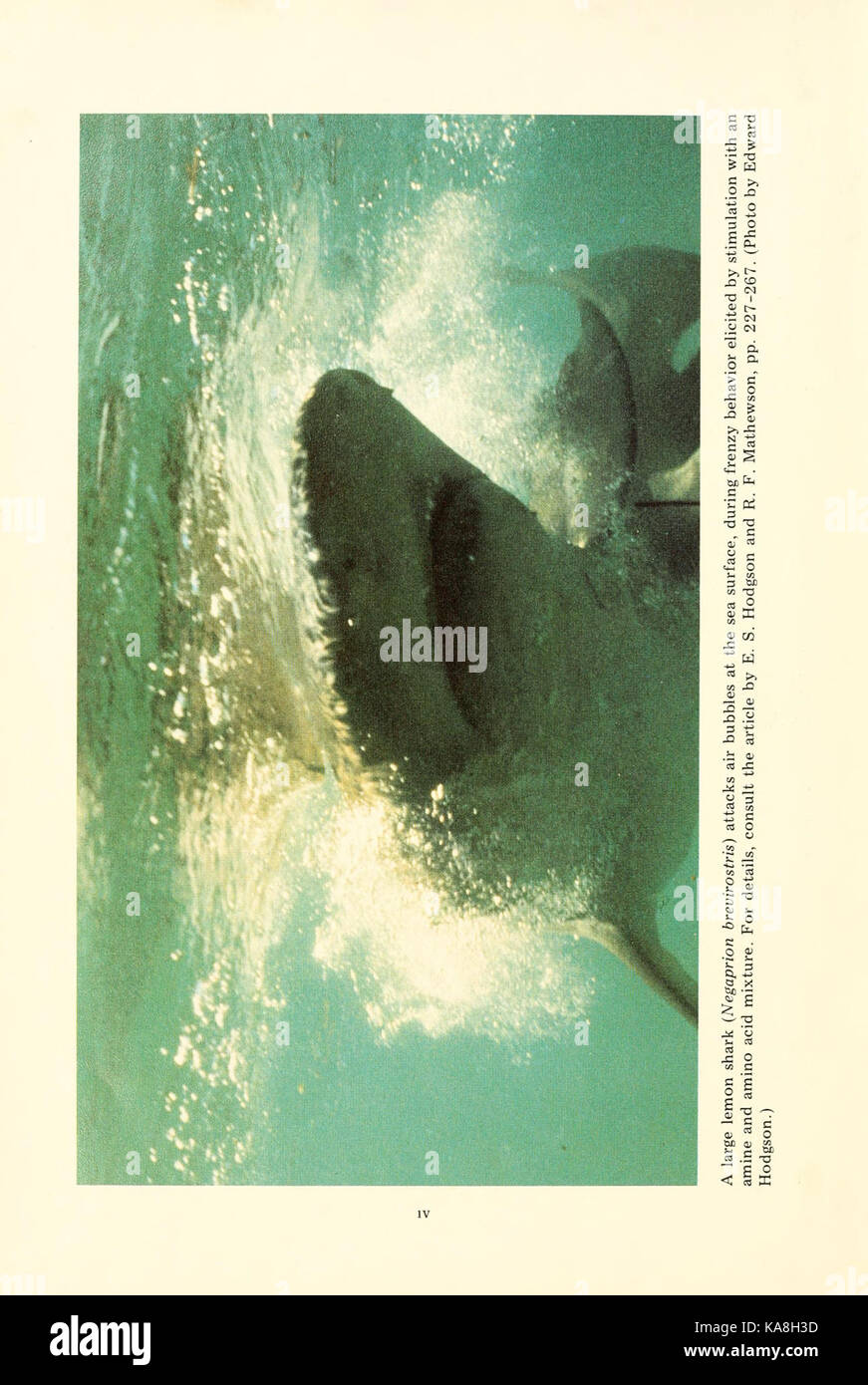 Sensory biology of sharks, skates, and rays BHL2888320 Stock Photo - Alamy