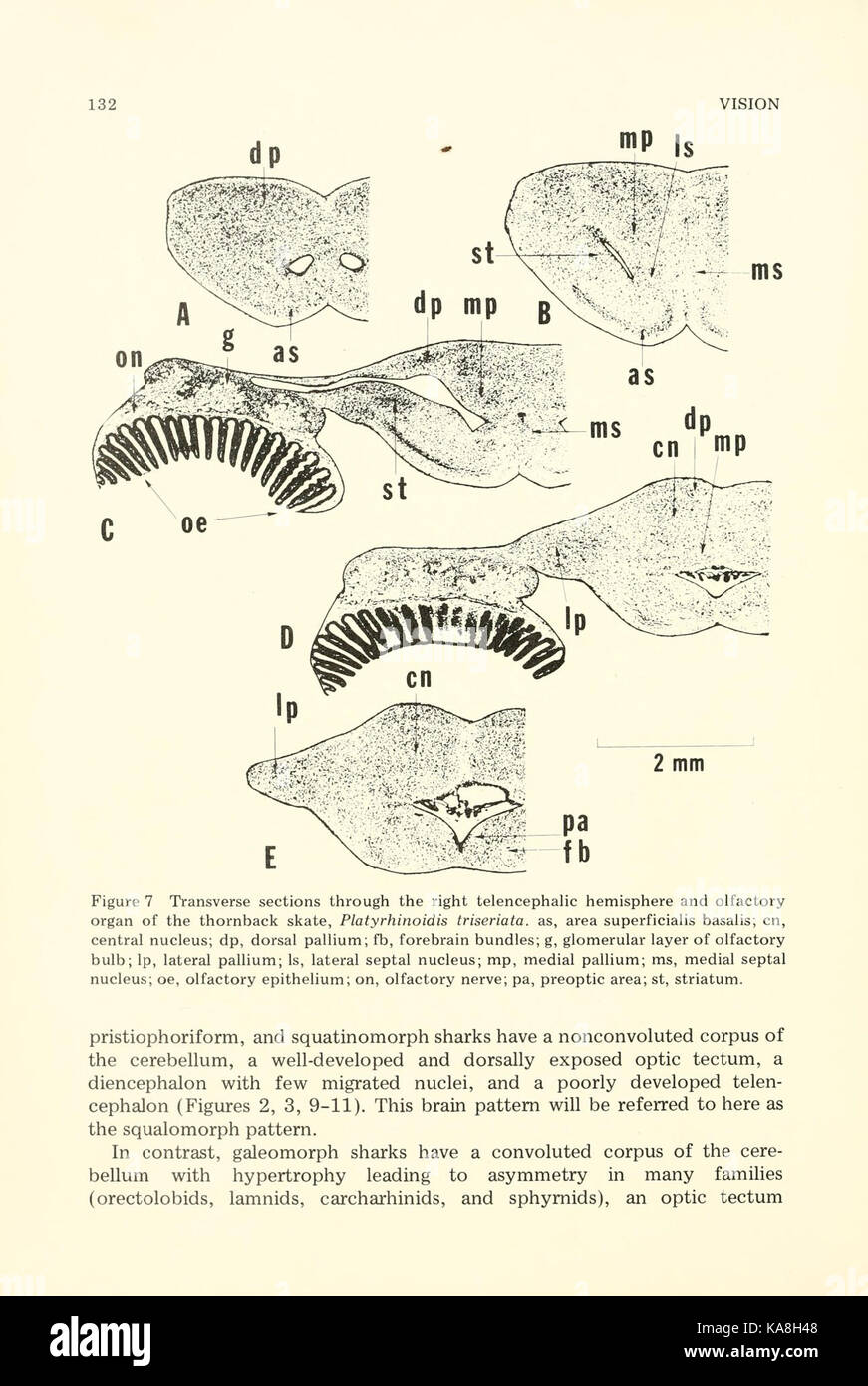 This section of 'Sensory Biology of Sharks, Skates, and Rays' focuses ...