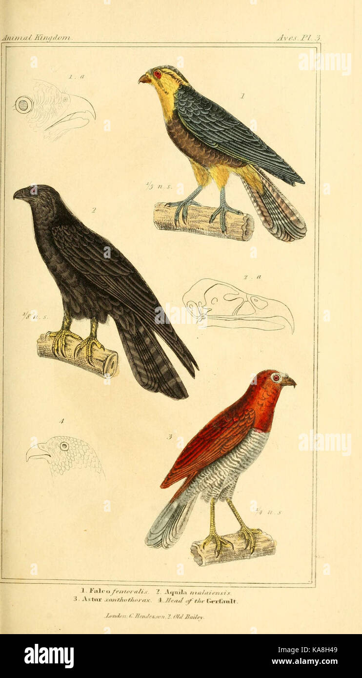 The animal kingdom, arranged according to its organization, serving as ...