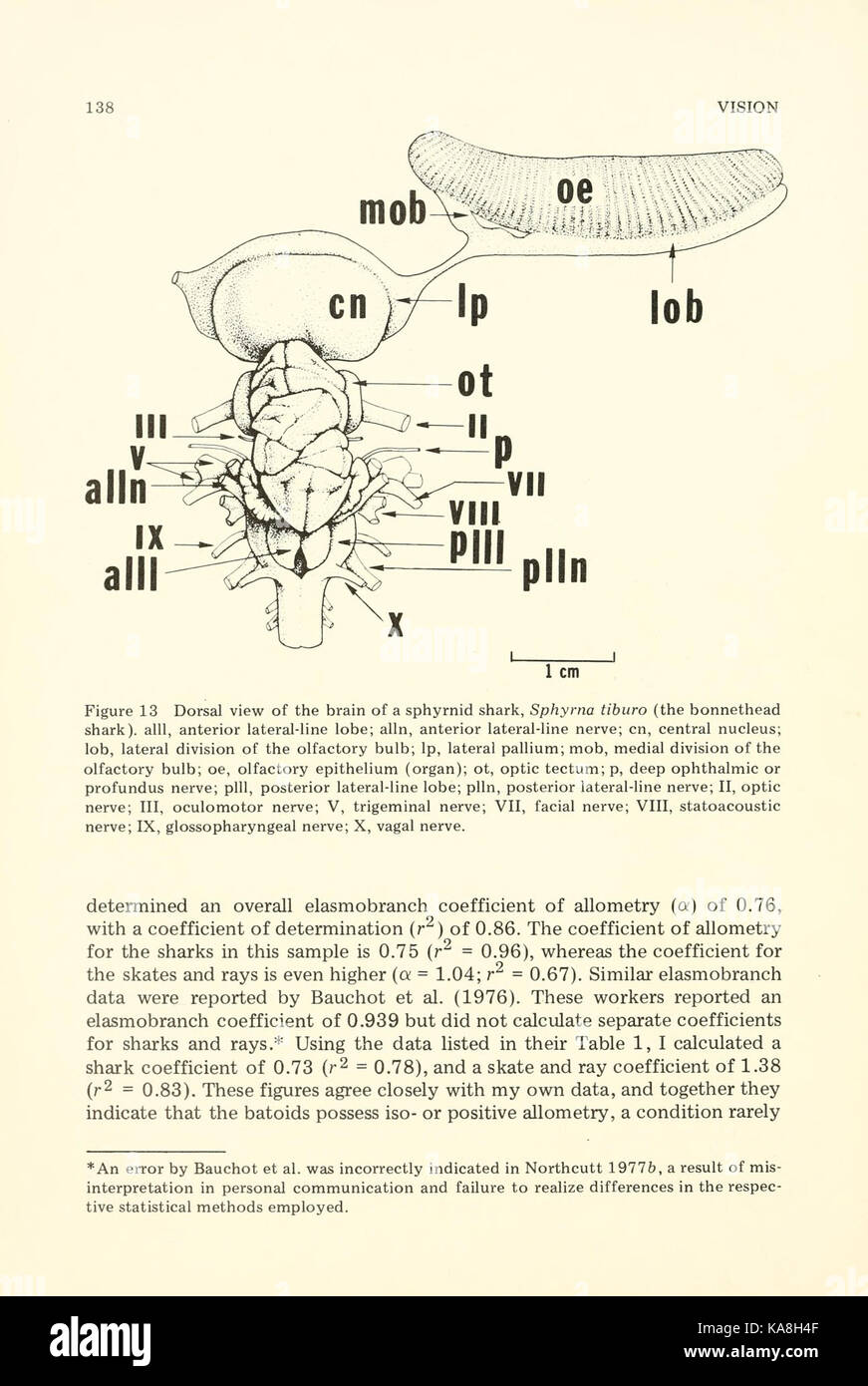 Sensory biology of sharks, skates, and rays (Page 138) BHL2888468 Stock ...