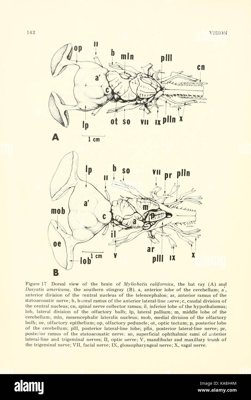 This page from a book discusses the sensory biology of sharks, skates ...