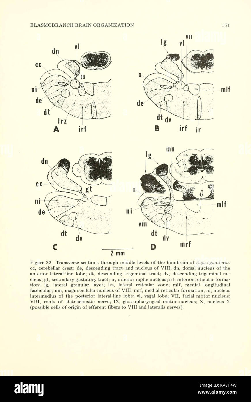 Sensory biology of sharks, skates, and rays (Page 151) BHL2888481 Stock ...