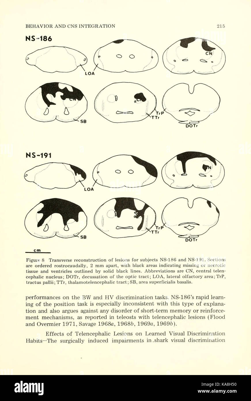 Sensory biology of sharks, skates, and rays (Page 215) BHL2888545 Stock ...