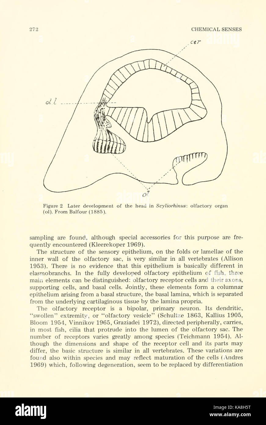 Sensory biology of sharks, skates, and rays (Page 272) BHL2888604 Stock ...
