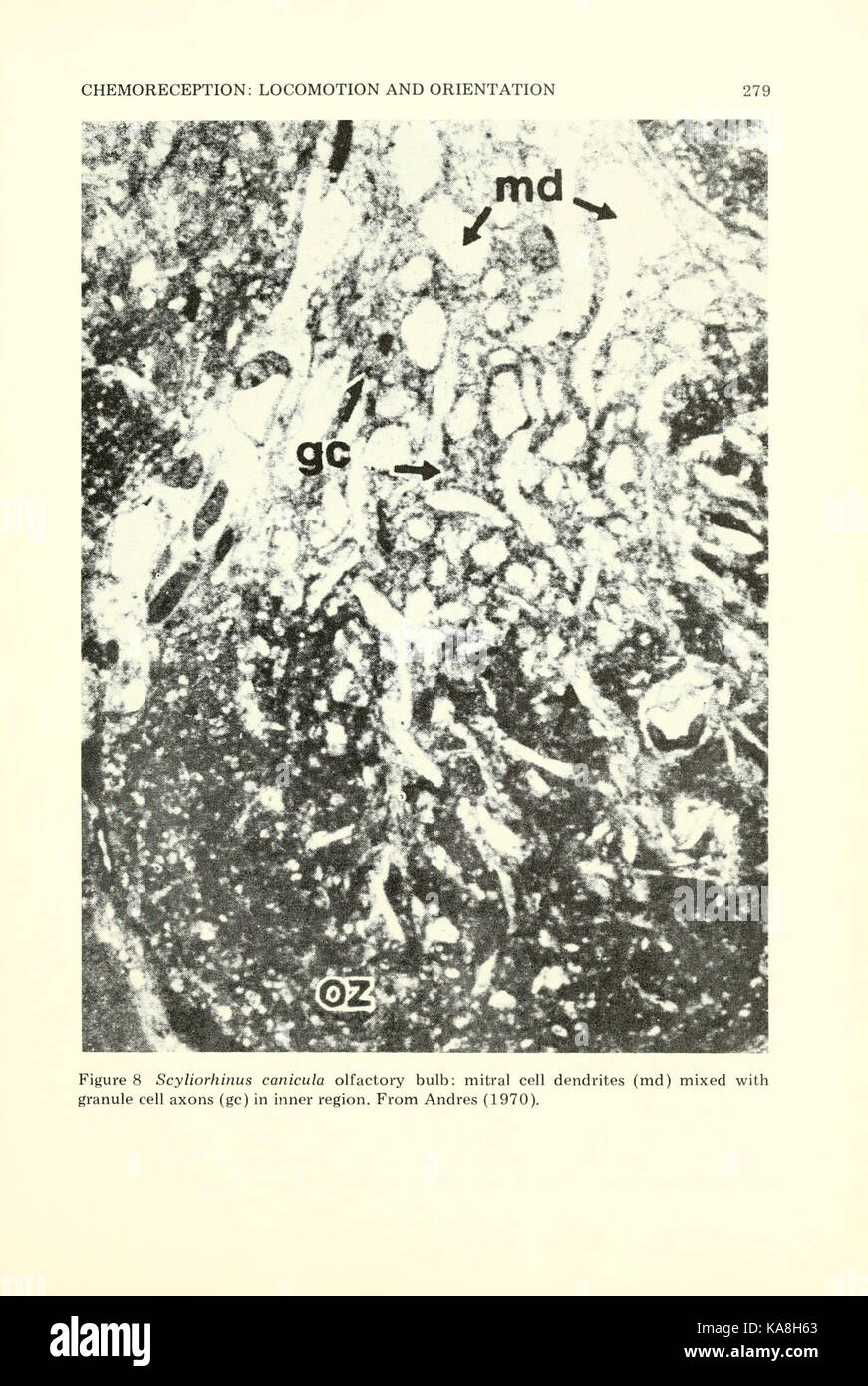 Sensory biology of sharks, skates, and rays (Page 279) BHL2888611 Stock ...