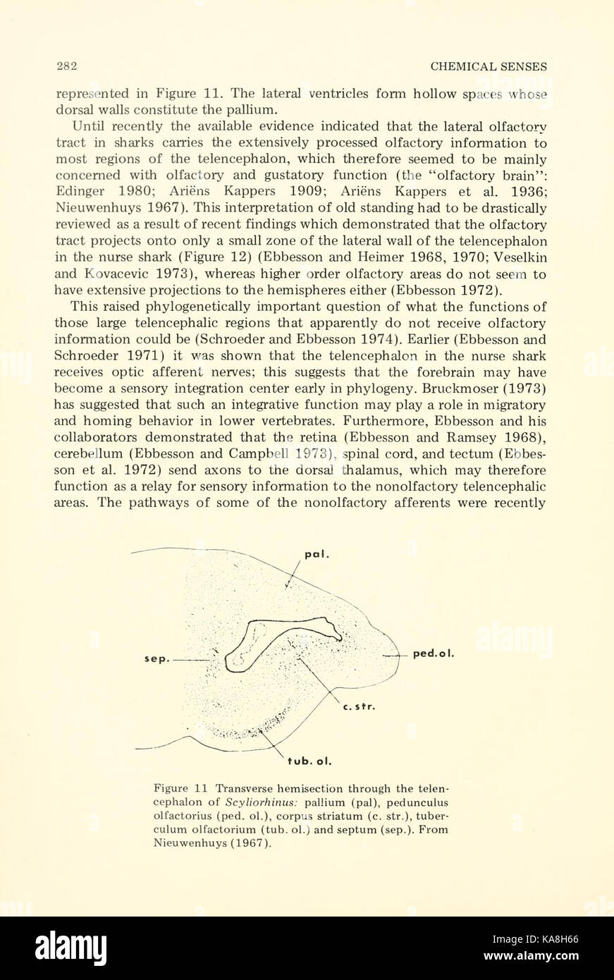 Sensory biology of sharks, skates, and rays (Page 282) BHL2888614 Stock ...