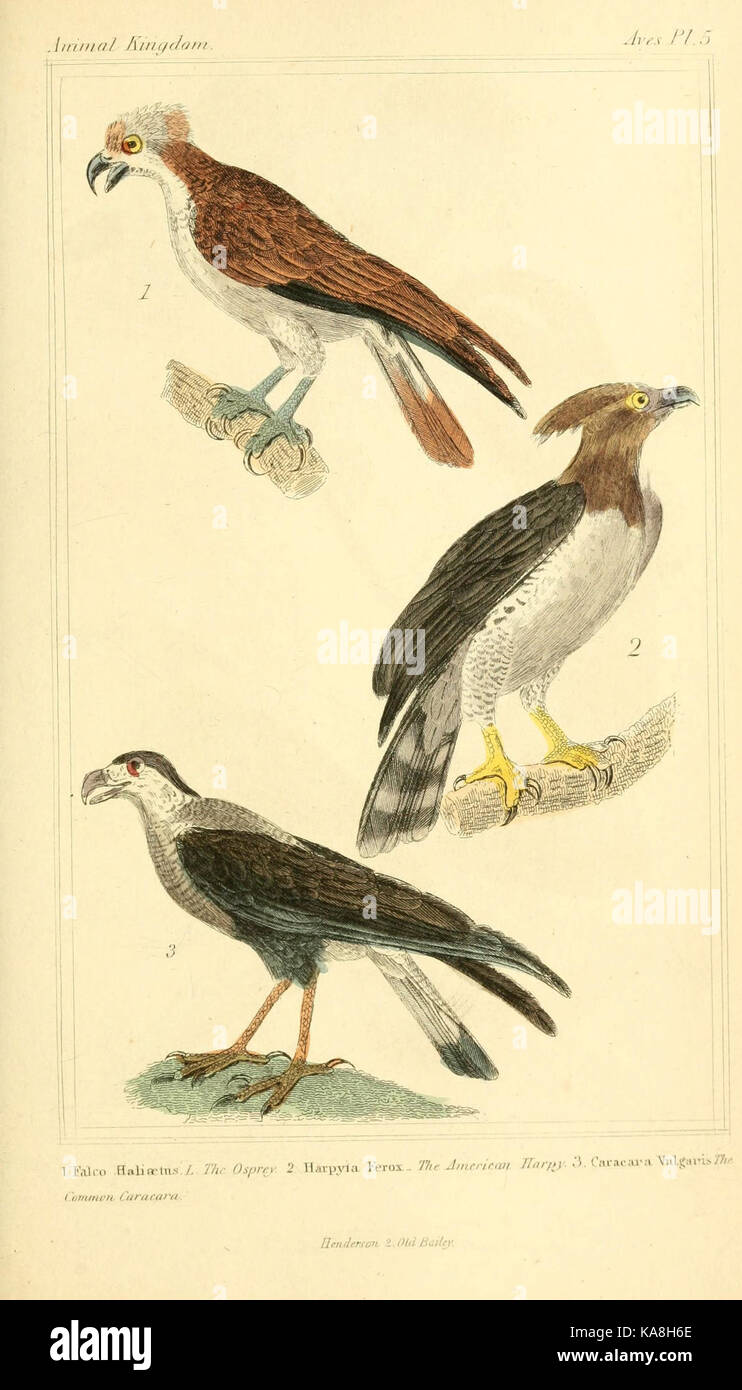 The animal kingdom, arranged according to its organization, serving as ...