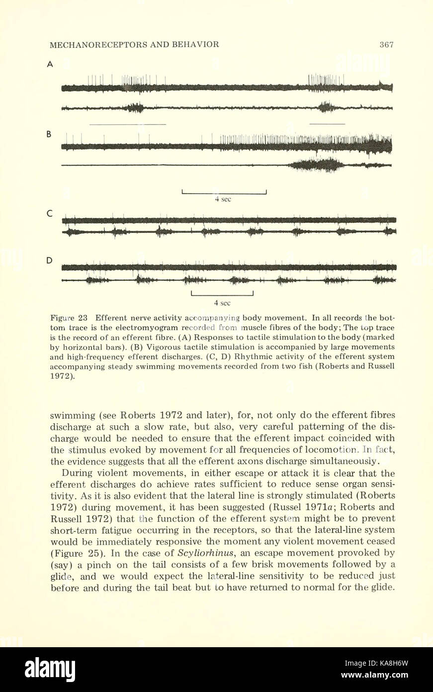 Sensory biology of sharks, skates, and rays (Page 367) BHL2888701 Stock ...