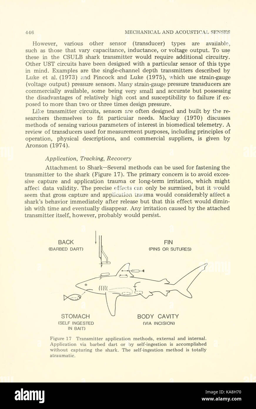 Sensory biology of sharks, skates, and rays (Page 446) BHL2888780 Stock ...