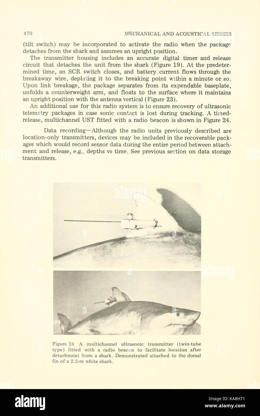 Sensory biology of sharks, skates, and rays (Page 470) BHL2888804 Stock ...