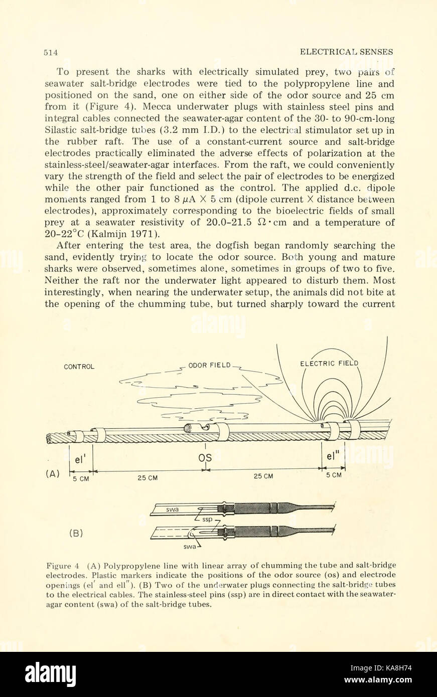 Sensory biology of sharks, skates, and rays (Page 514) BHL2888850 Stock ...