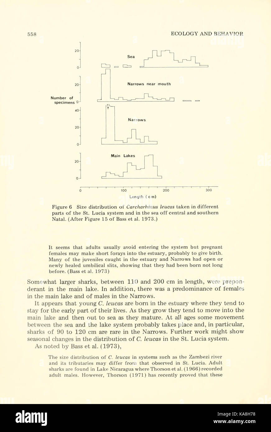Sensory biology of sharks, skates, and rays (Page 558) BHL2888896 Stock ...