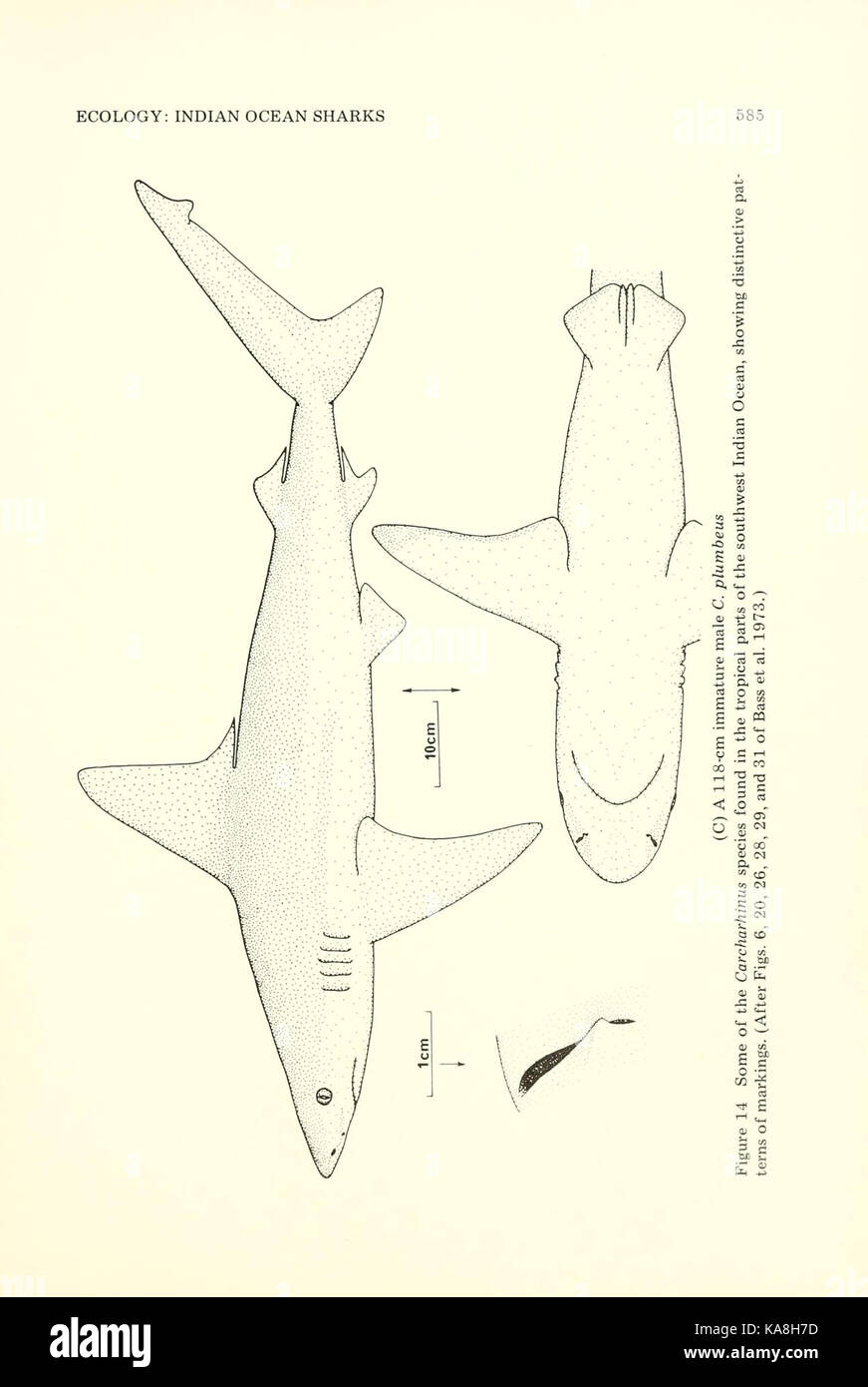 Sensory biology of sharks, skates, and rays (Page 585) BHL2888923 Stock ...