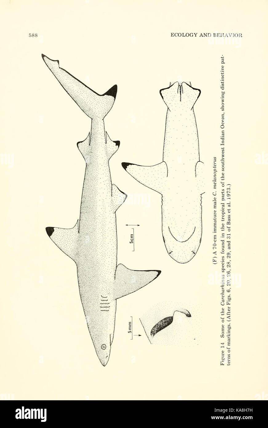 Sensory biology of sharks, skates, and rays (Page 588) BHL2888926 Stock ...