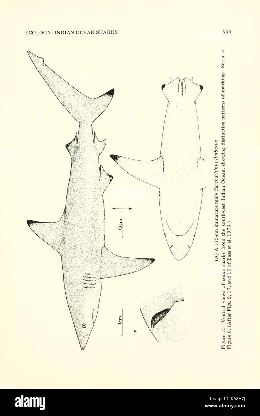 Sensory biology of sharks, skates, and rays (Page 589) BHL2888927 Stock ...